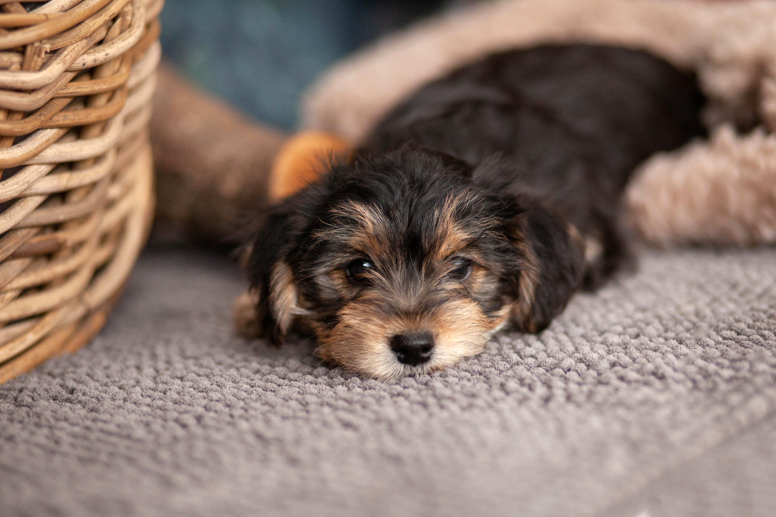 Fun Borkies – Kellys Kennels