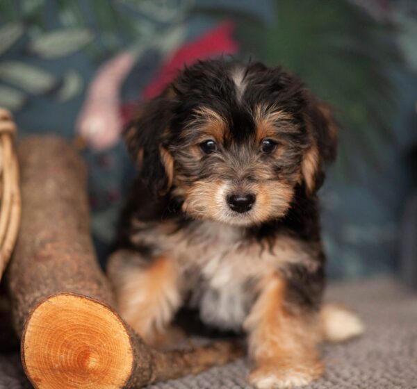 Fun Borkies – Kellys Kennels