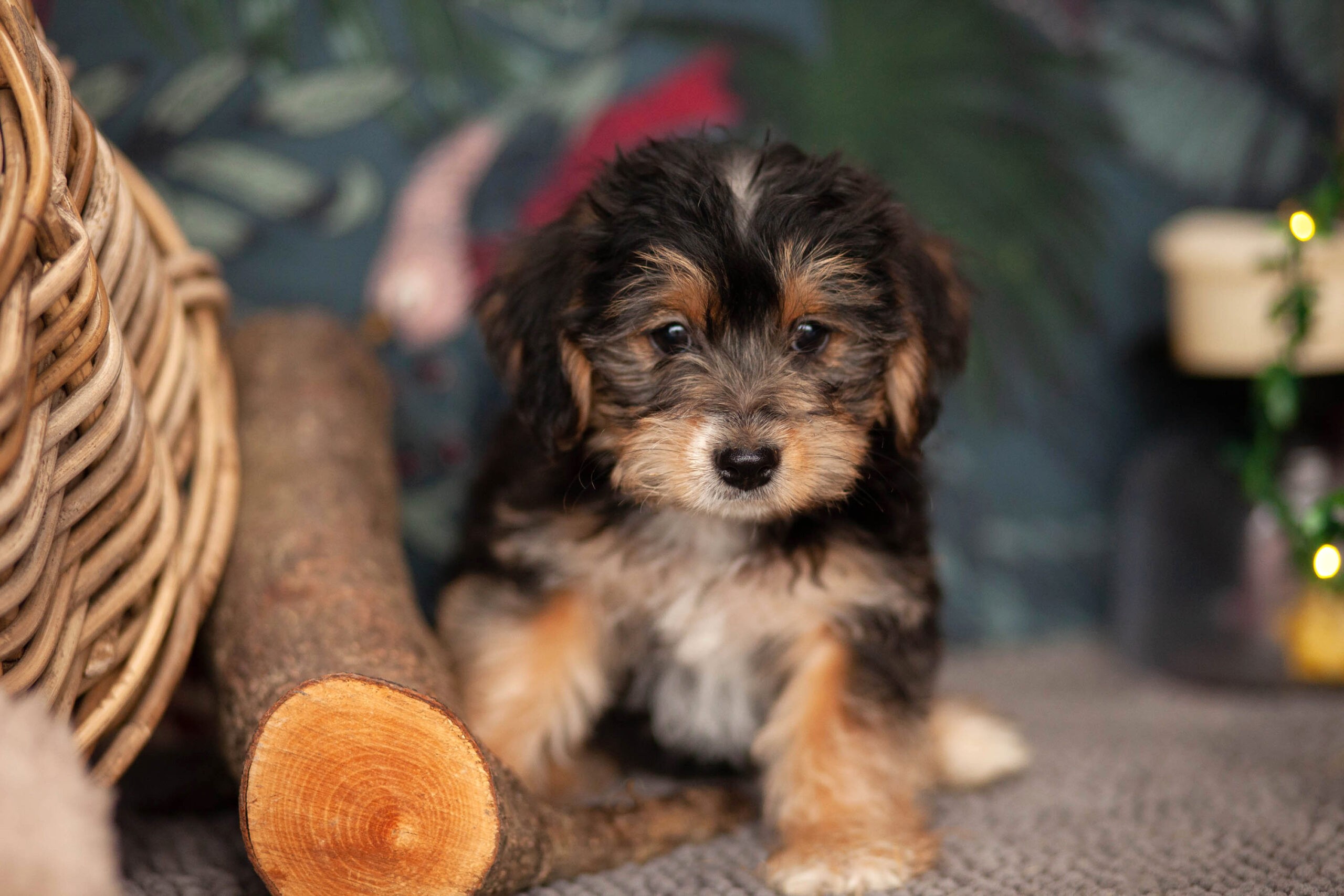 Fun Borkies – Kellys Kennels