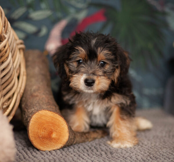 Fun Borkies – Kellys Kennels