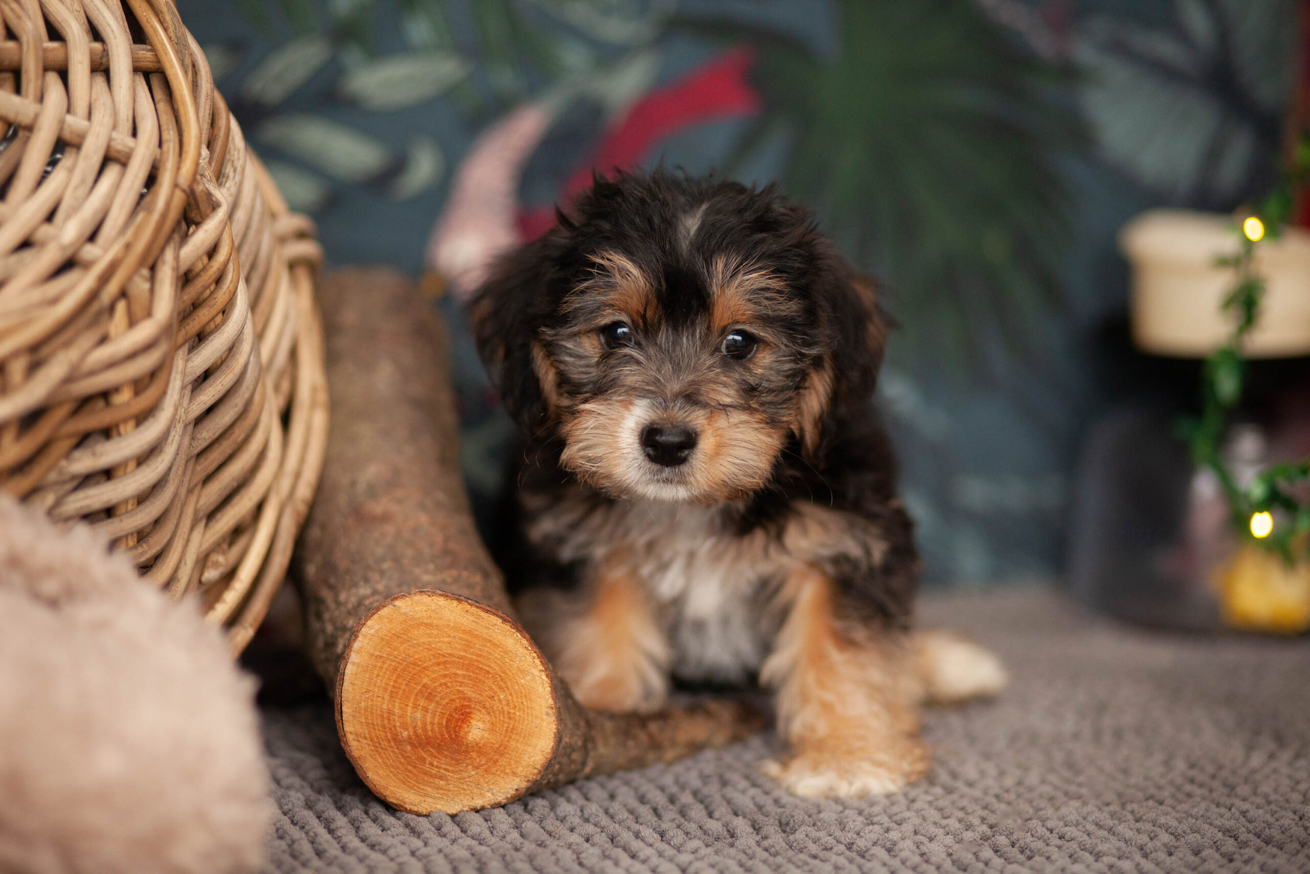 Fun Borkies – Kellys Kennels