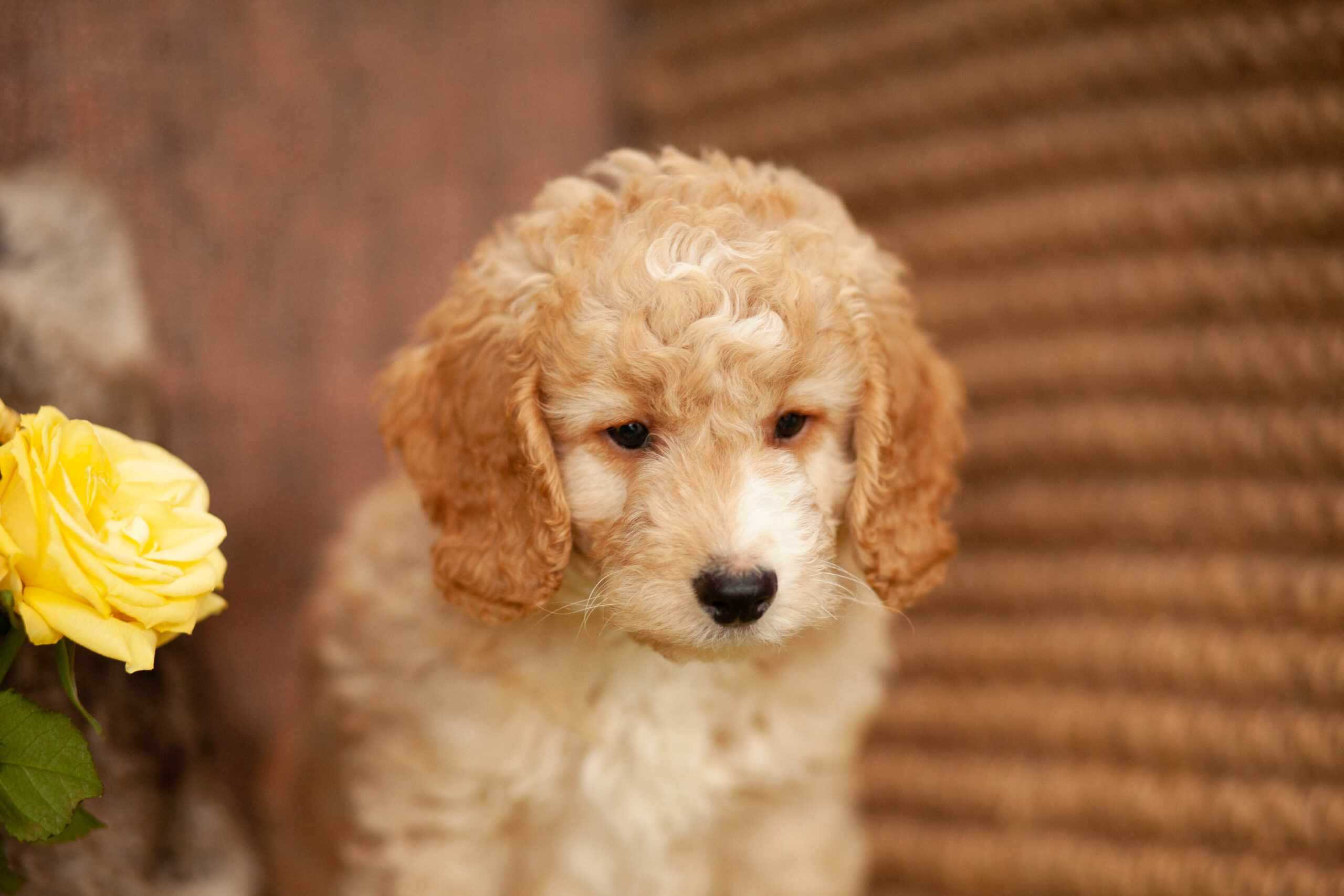Cute F1 CockaPoos – Kellys Kennels