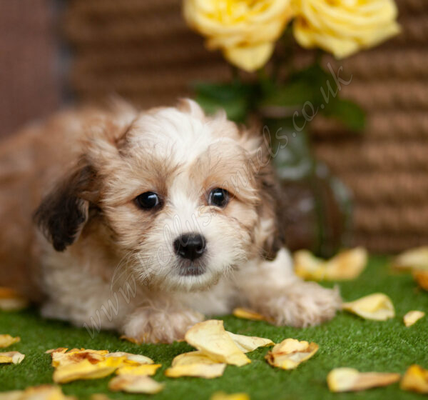 Superior Zuchons – Kellys Kennels