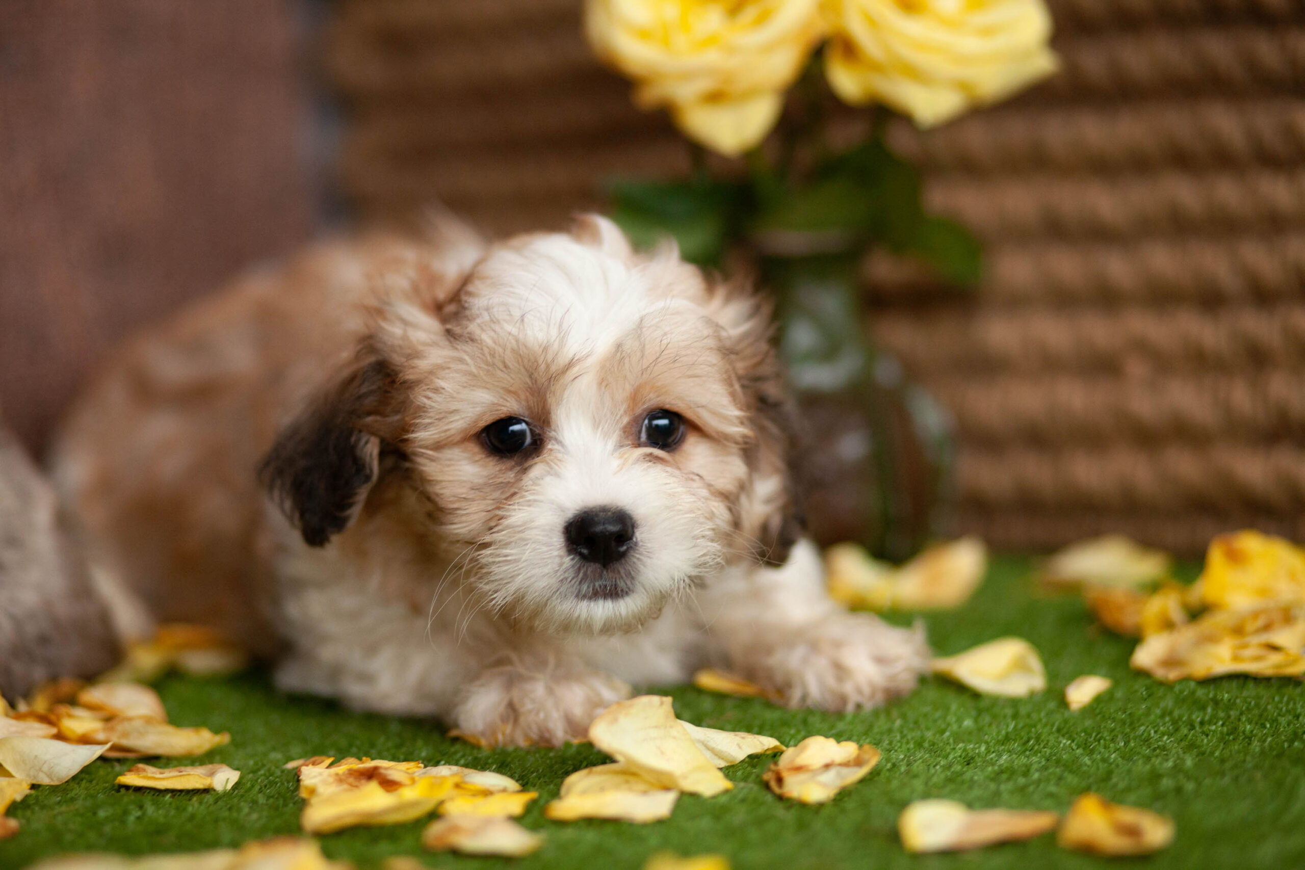 Superior Zuchons – Kellys Kennels