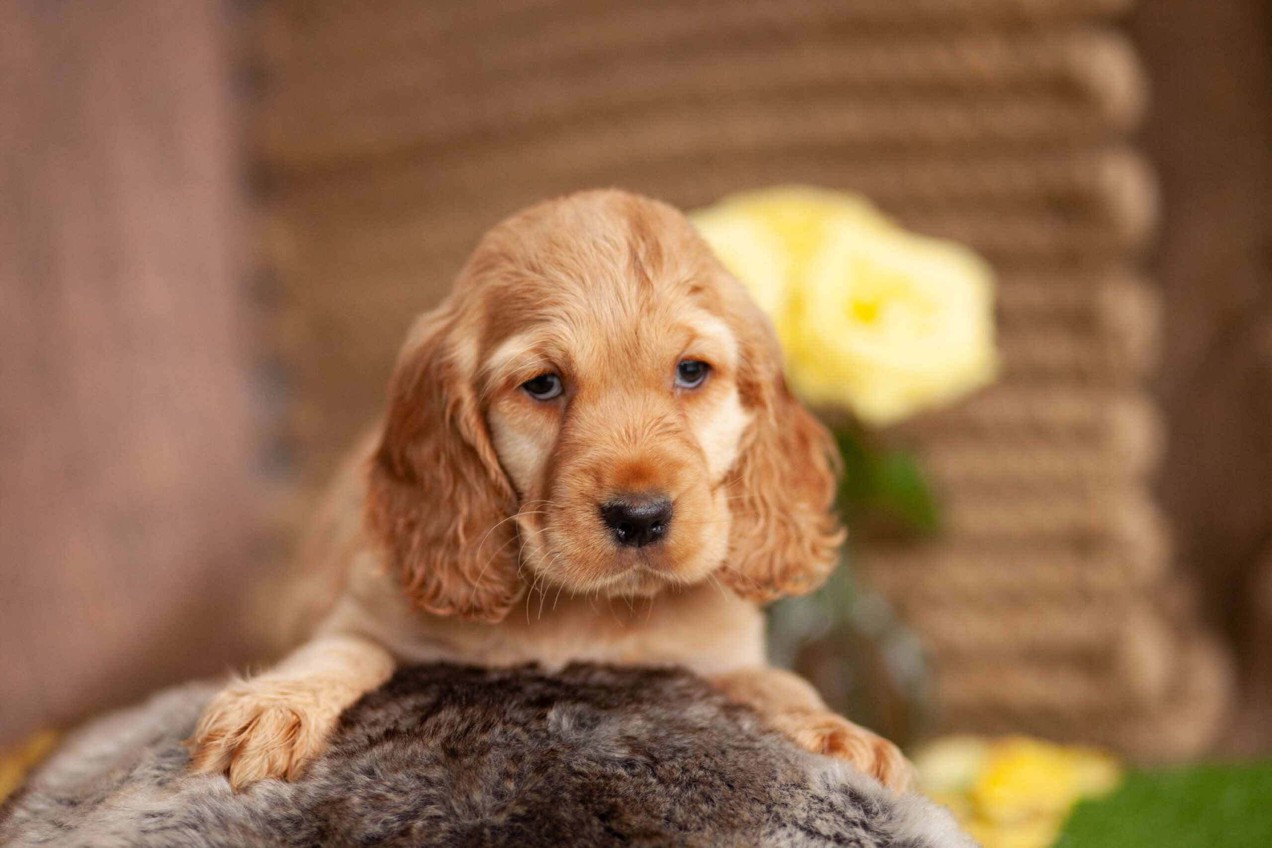 Cocker Spaniels – Kellys Kennels