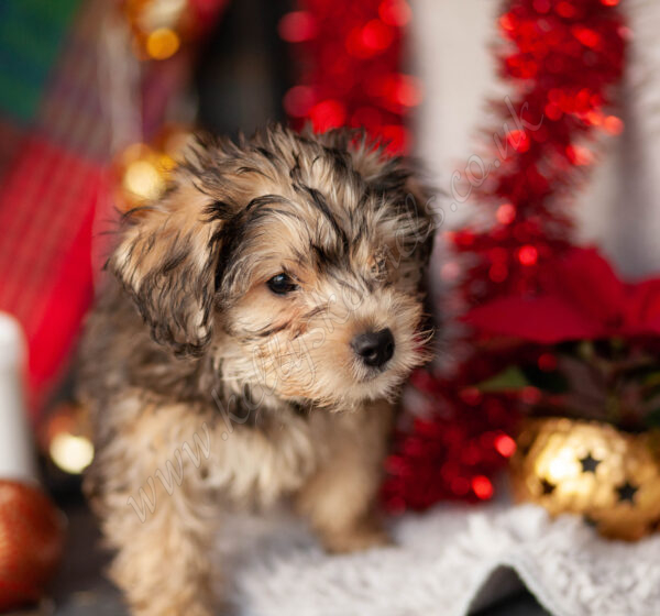Cross Breed Pups – Kellys Kennels