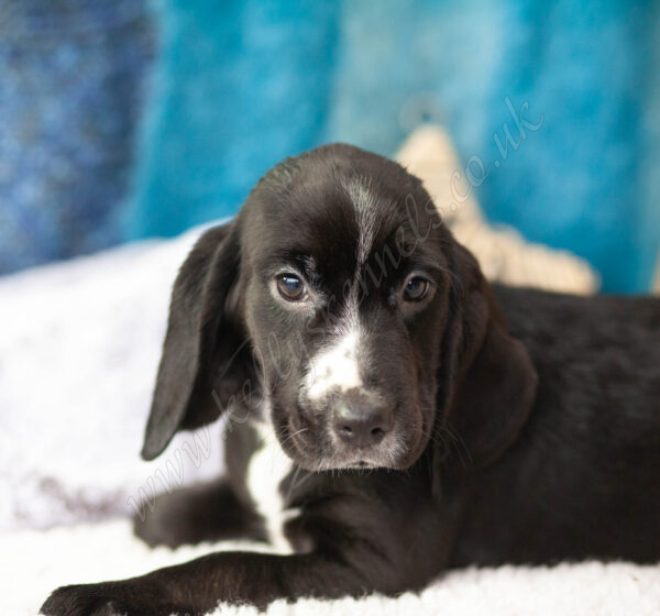 Sweet Bockers – Kellys Kennels