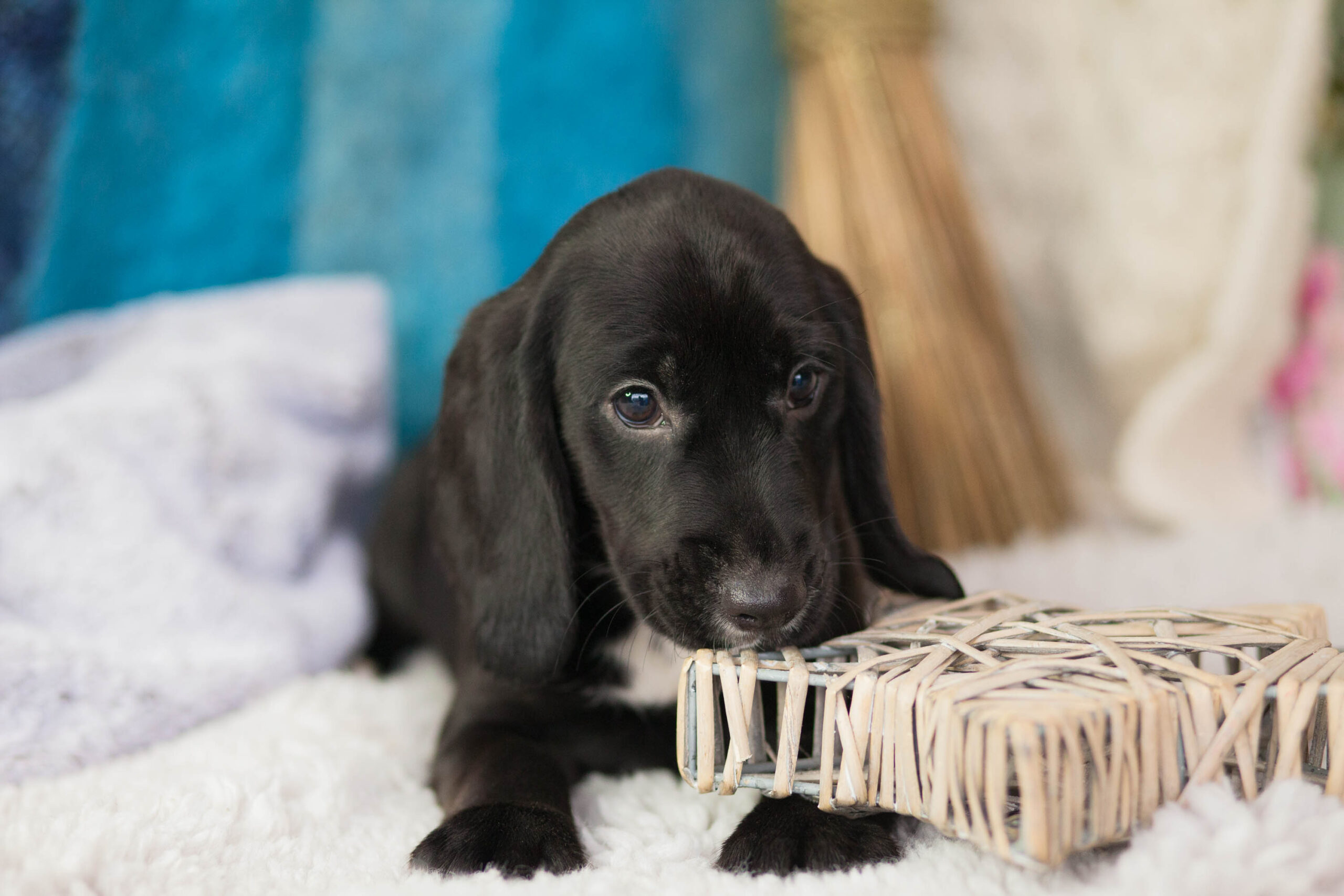 Sweet Bockers – Kellys Kennels