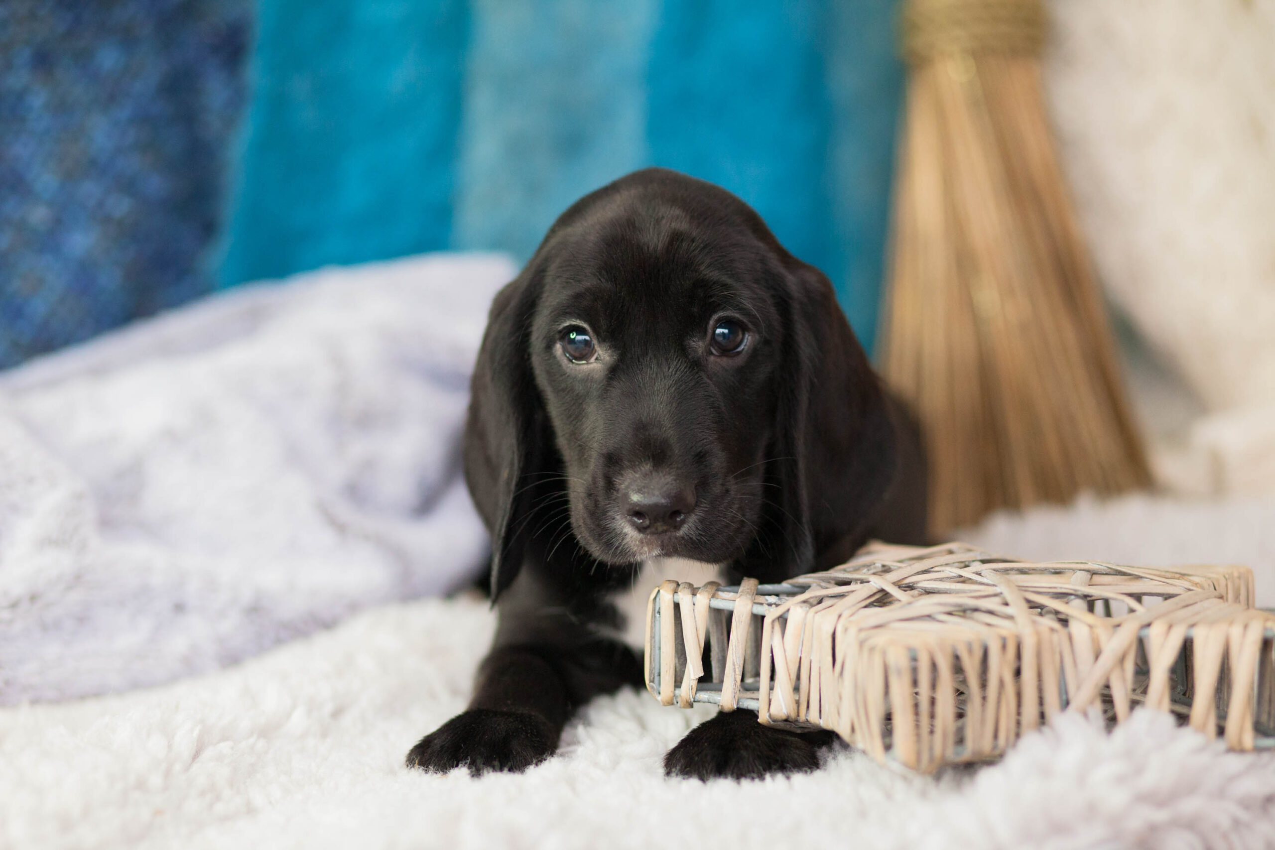 Sweet Bockers – Kellys Kennels