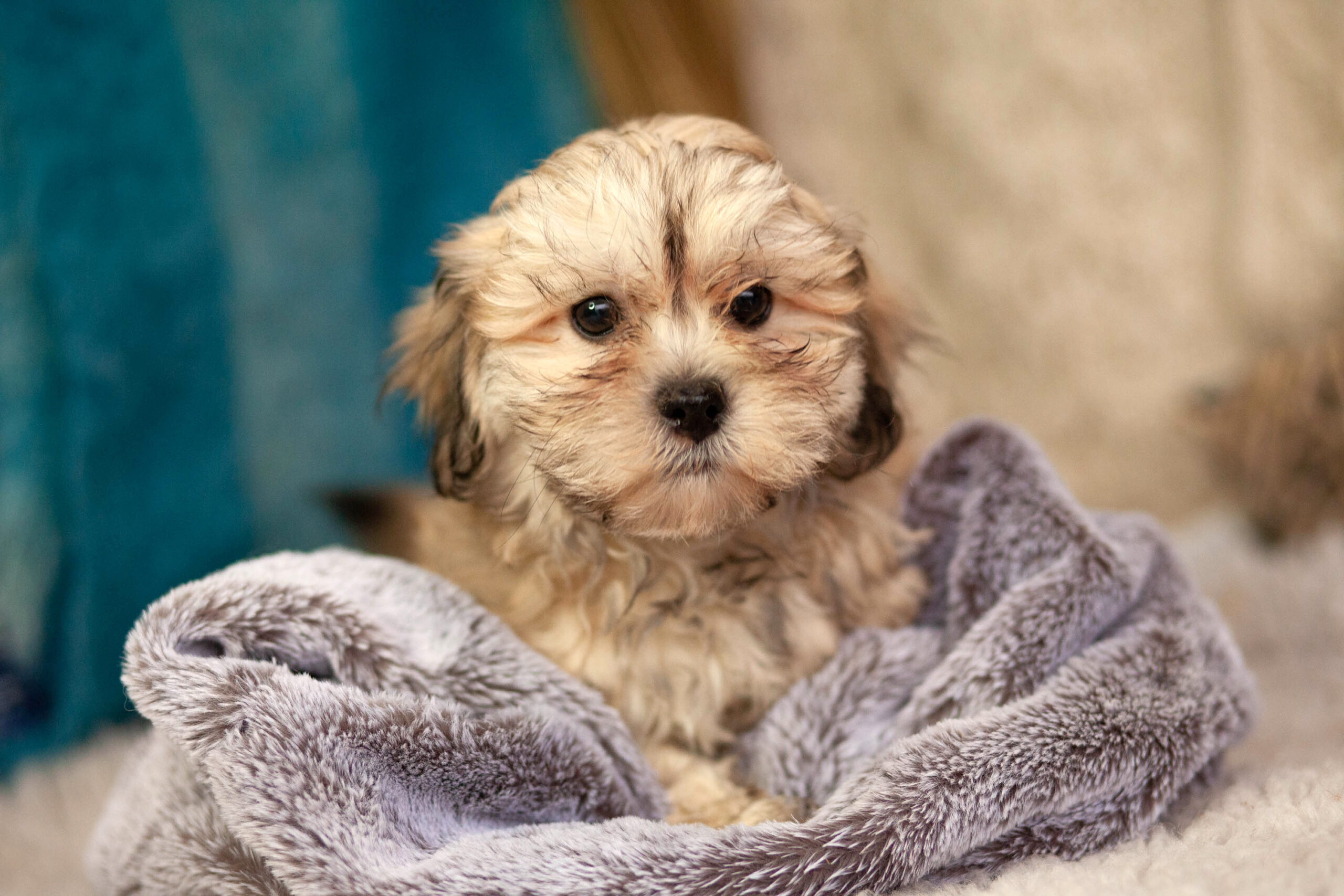 Superior Zuchons – Kellys Kennels