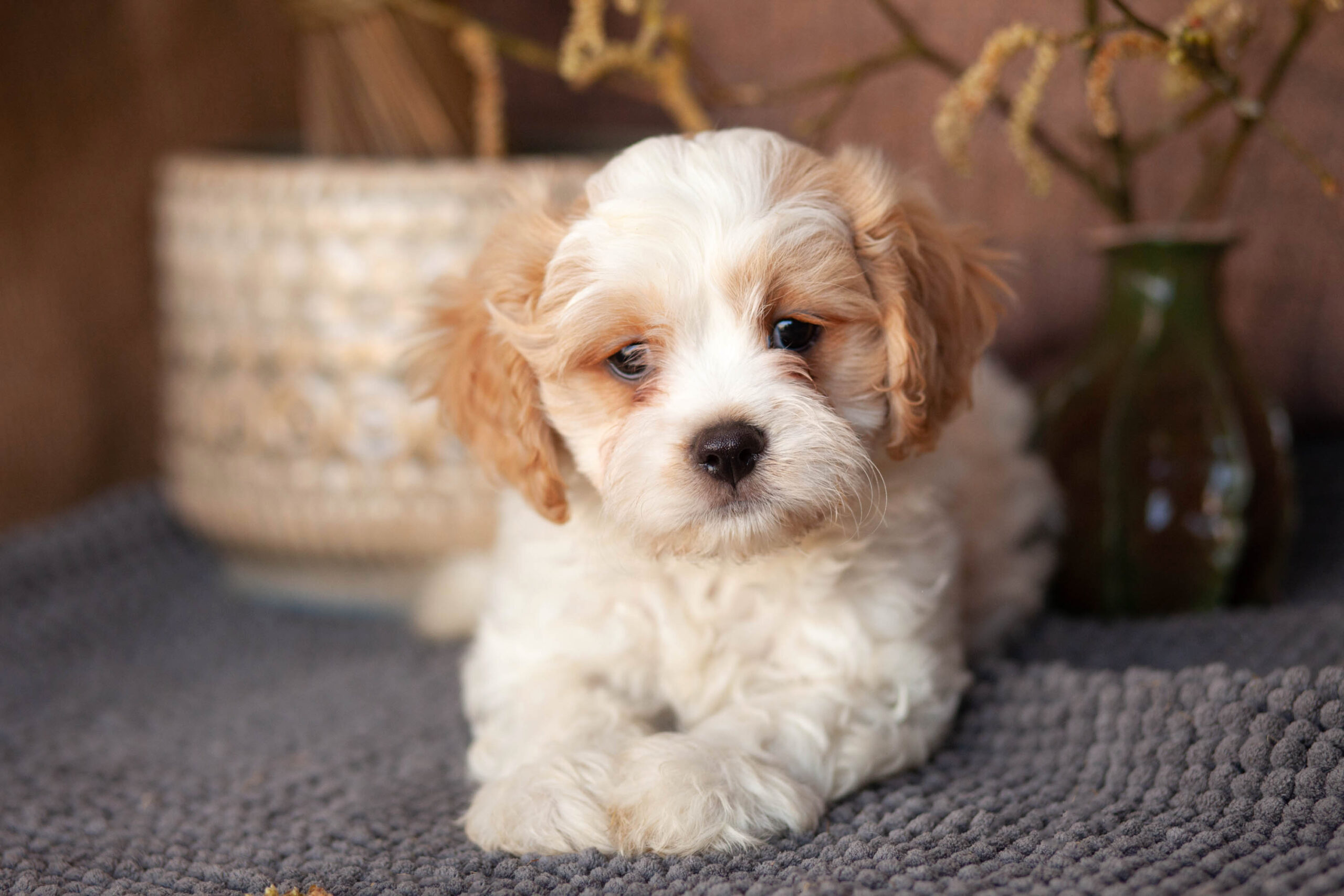 Gentle Cavateses – Kellys Kennels