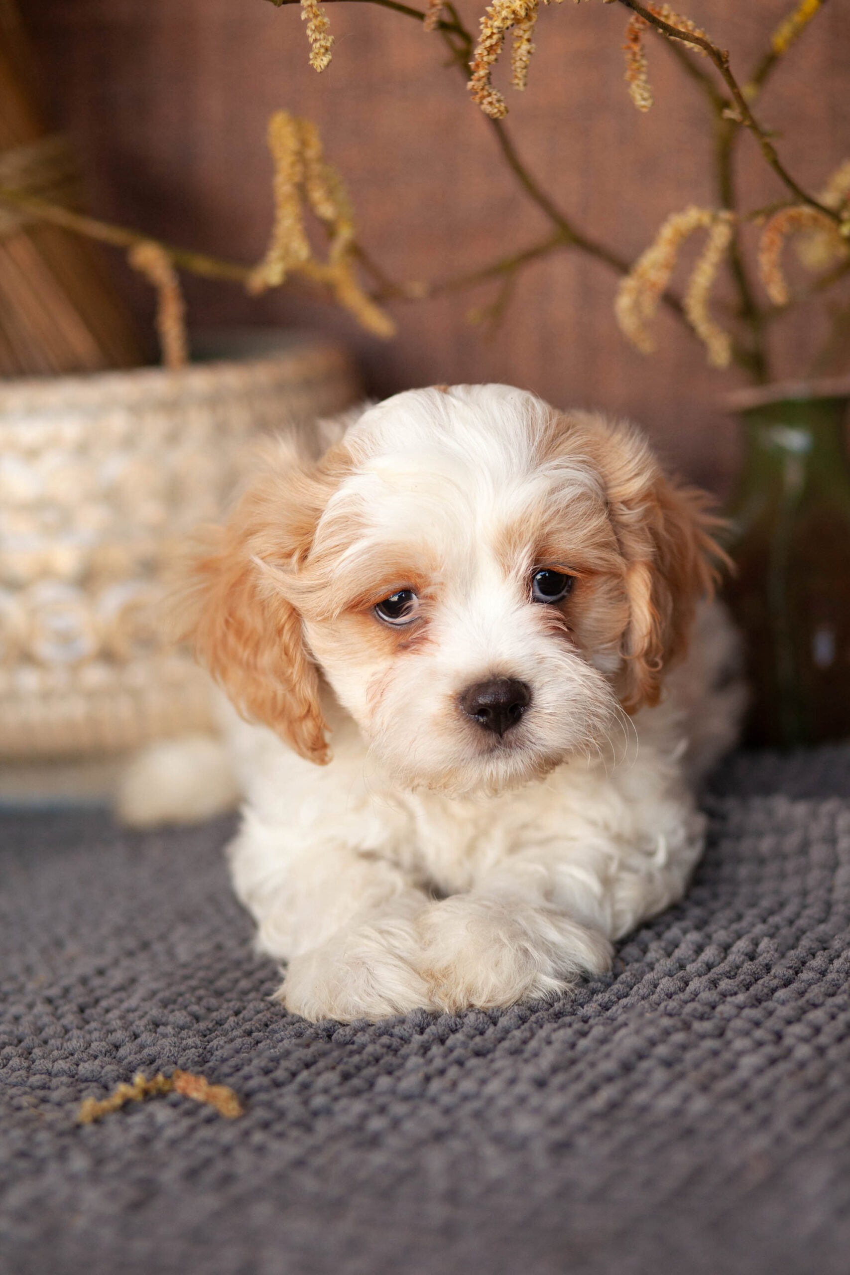 Gentle Cavateses – Kellys Kennels