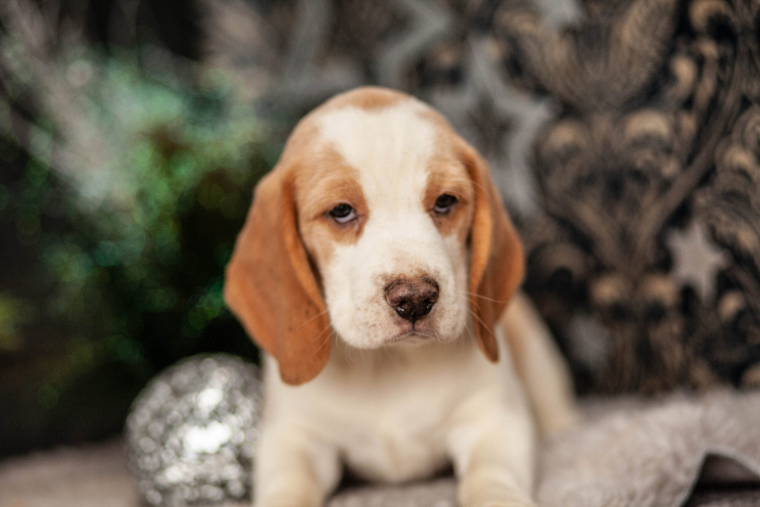 Tri-Colour Beagles – Kellys Kennels