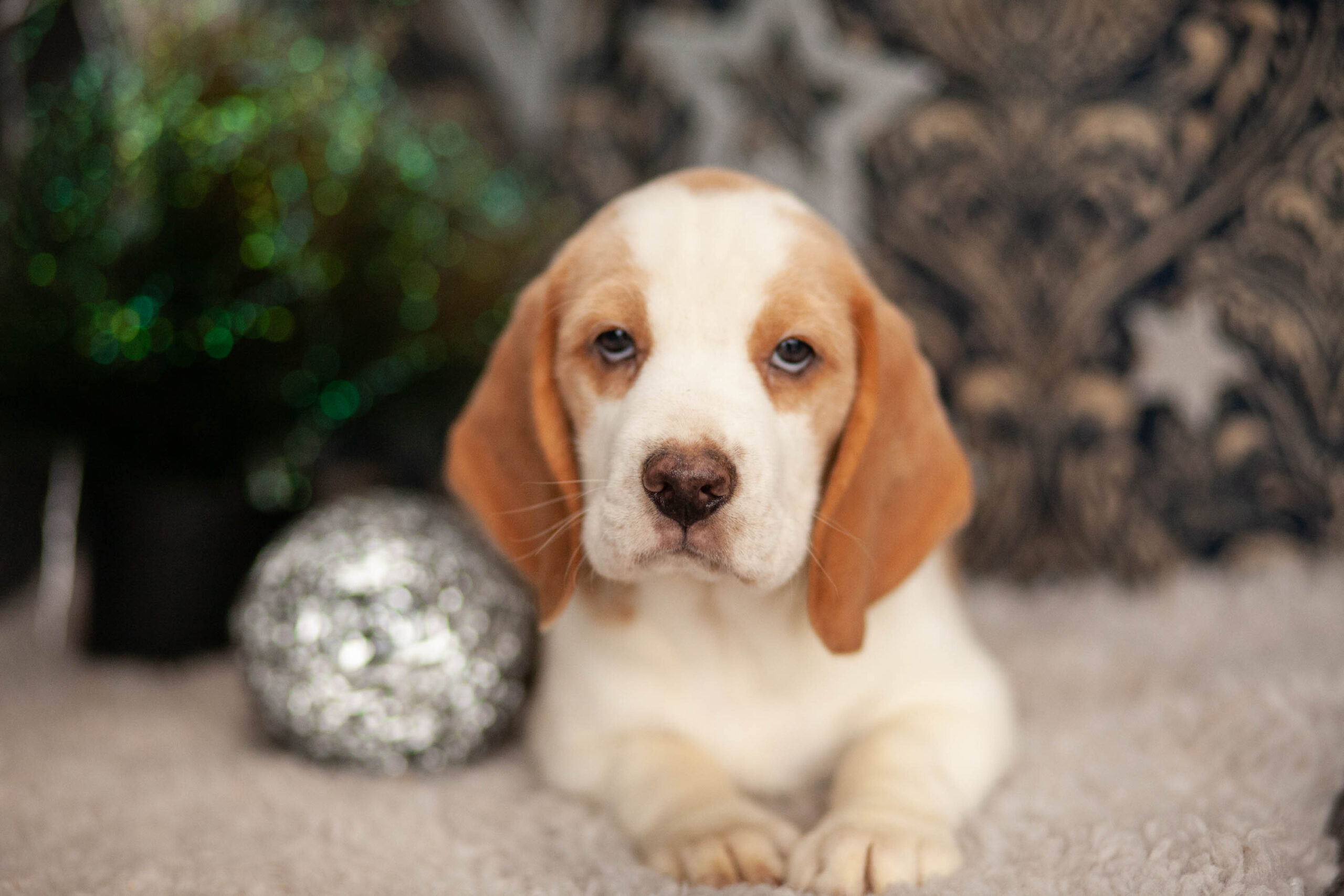 Tri-Colour Beagles – Kellys Kennels