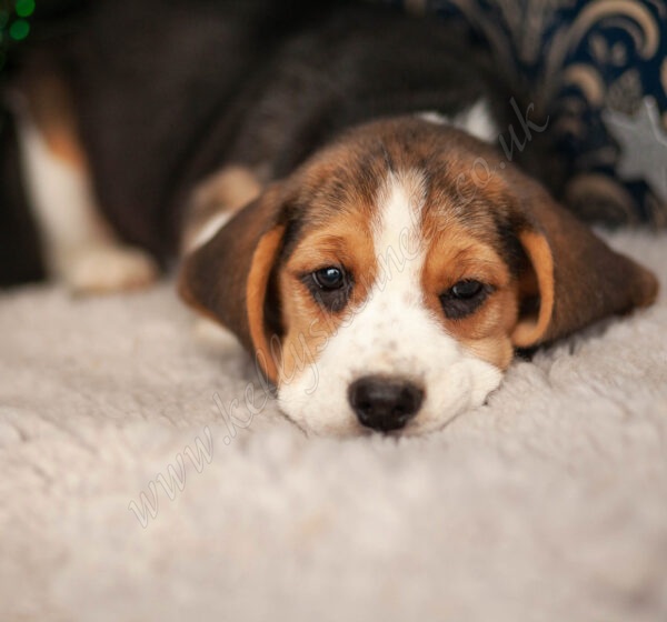 Tri-Colour Beagles – Kellys Kennels
