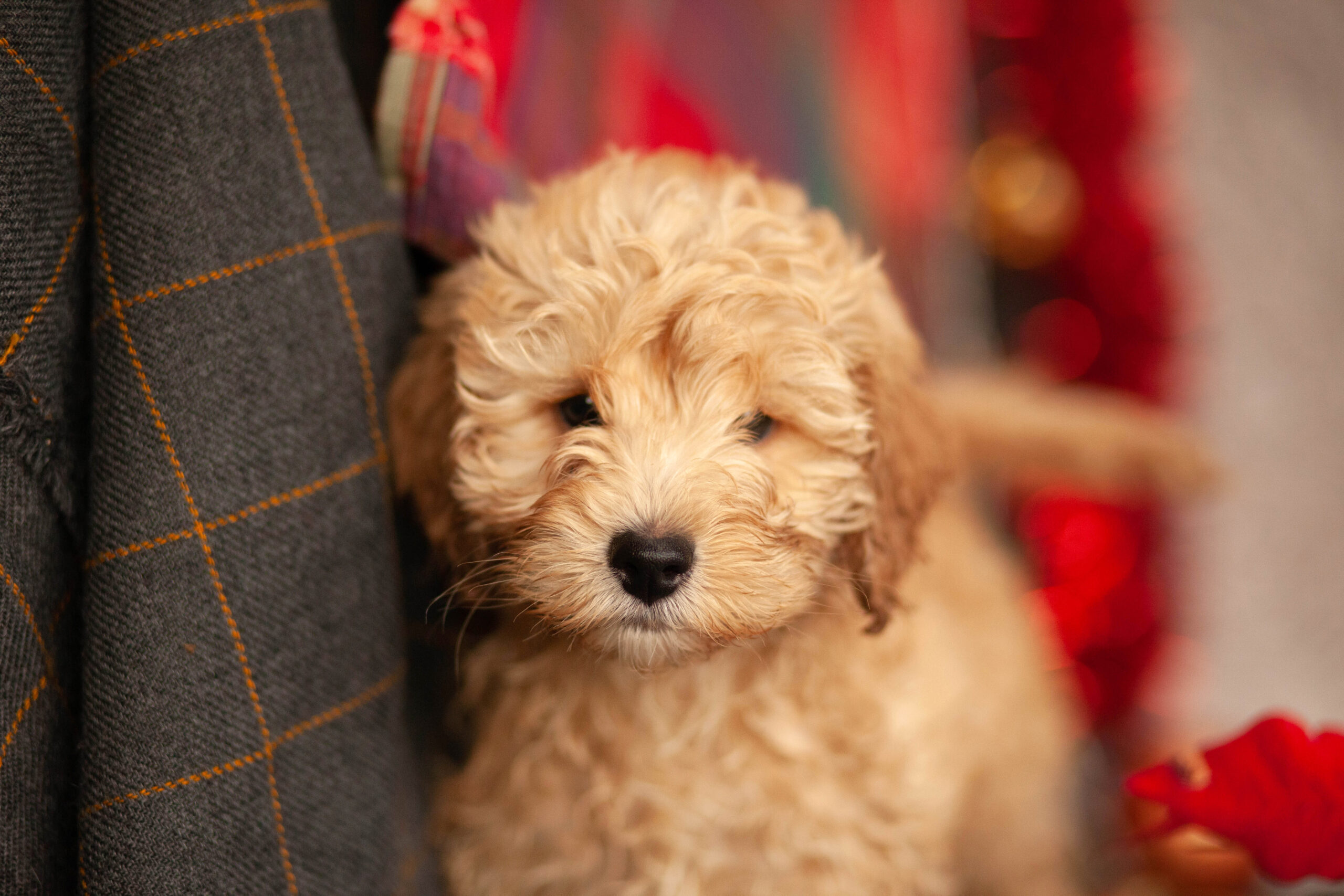 YorkiePoo Puppies – Kellys Kennels