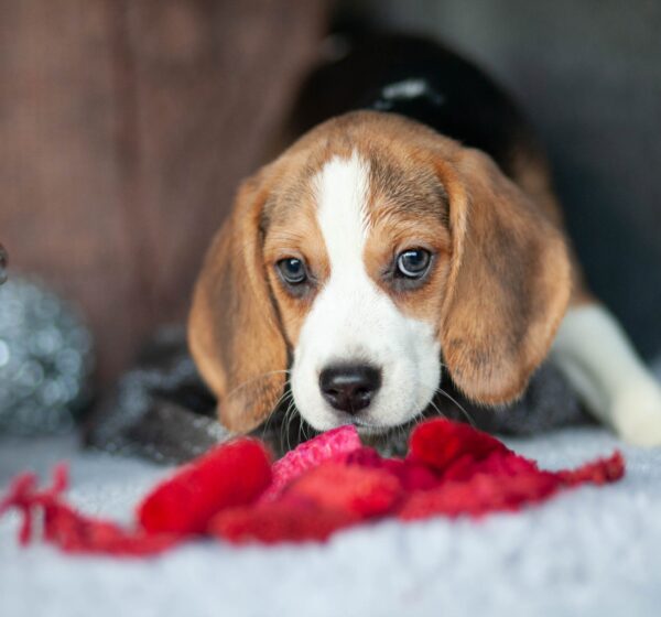 Tri-Colour Beagles – Kellys Kennels