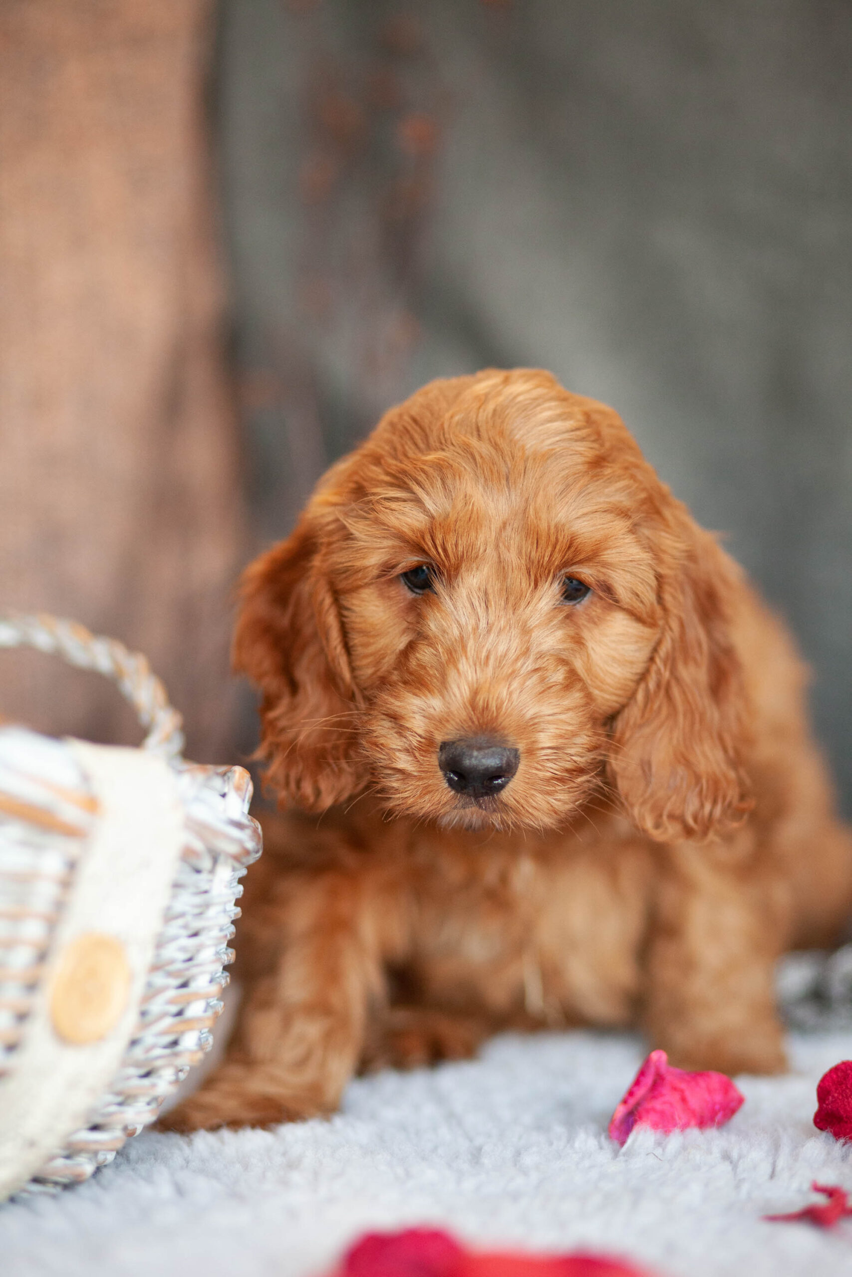 Cute F1 CockaPoos – Kellys Kennels