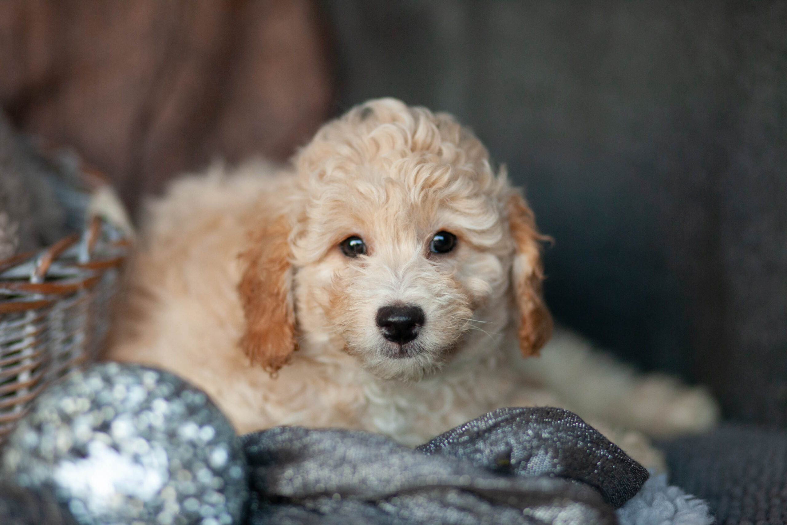Unique CavaPooChons – Kellys Kennels