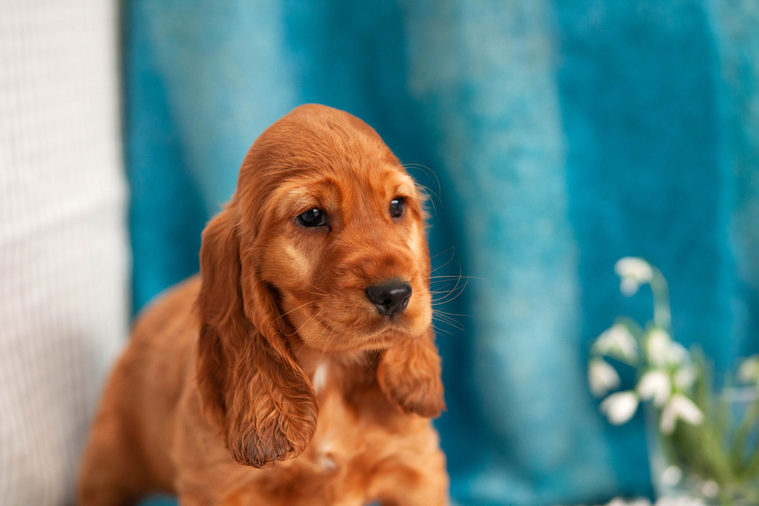 Cocker Spaniels – Kellys Kennels