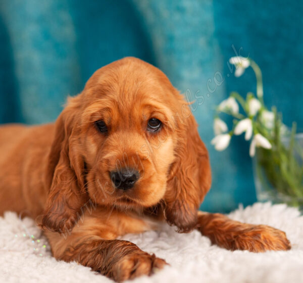 Cocker Spaniels – Kellys Kennels