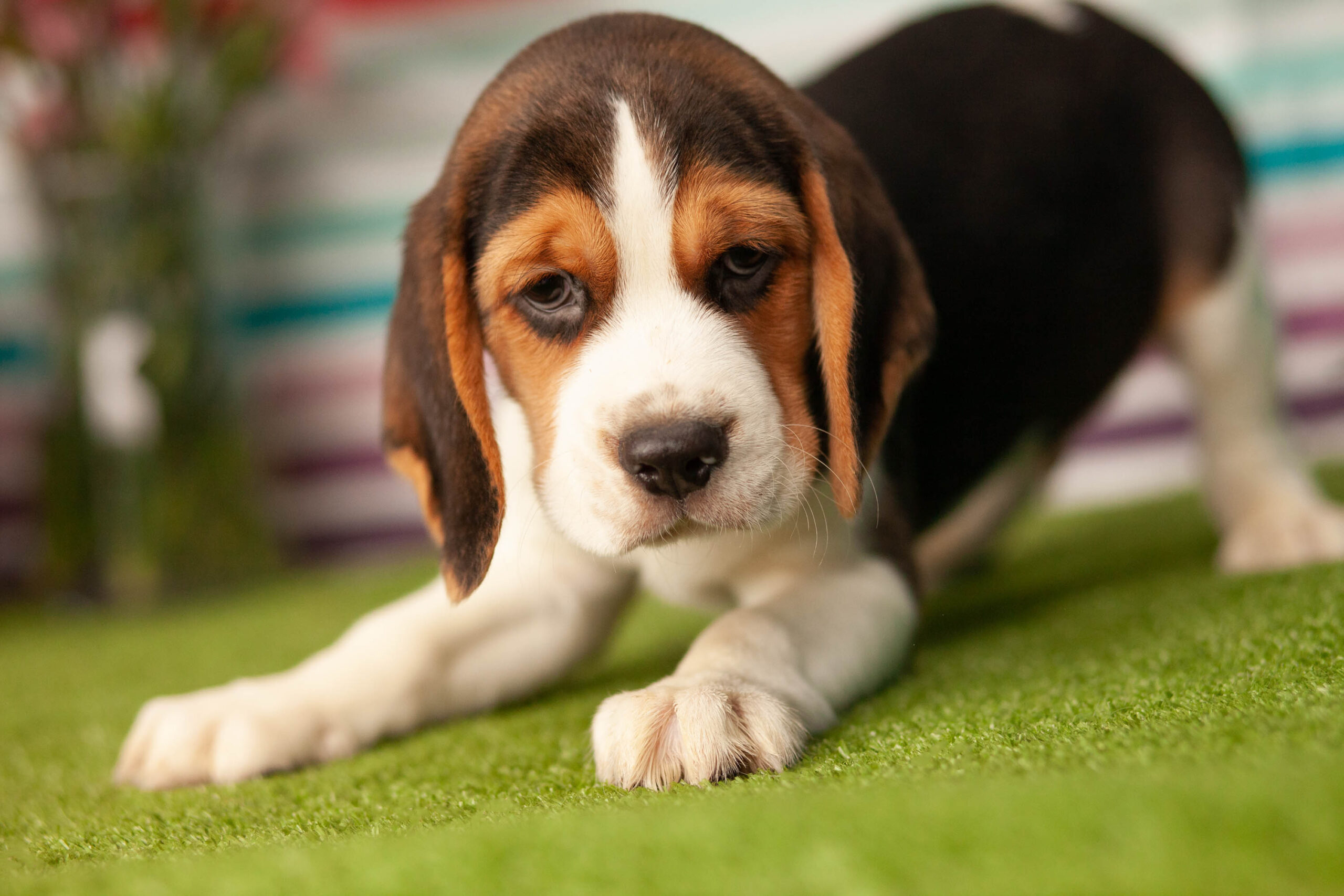 Tri-Colour Beagles – Kellys Kennels