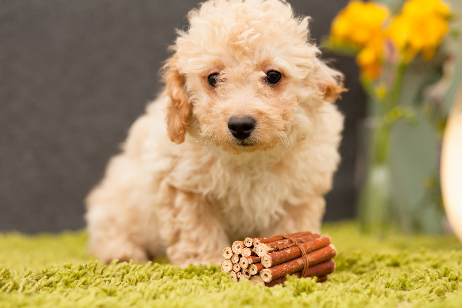 YorkiePoo Puppies – Kellys Kennels