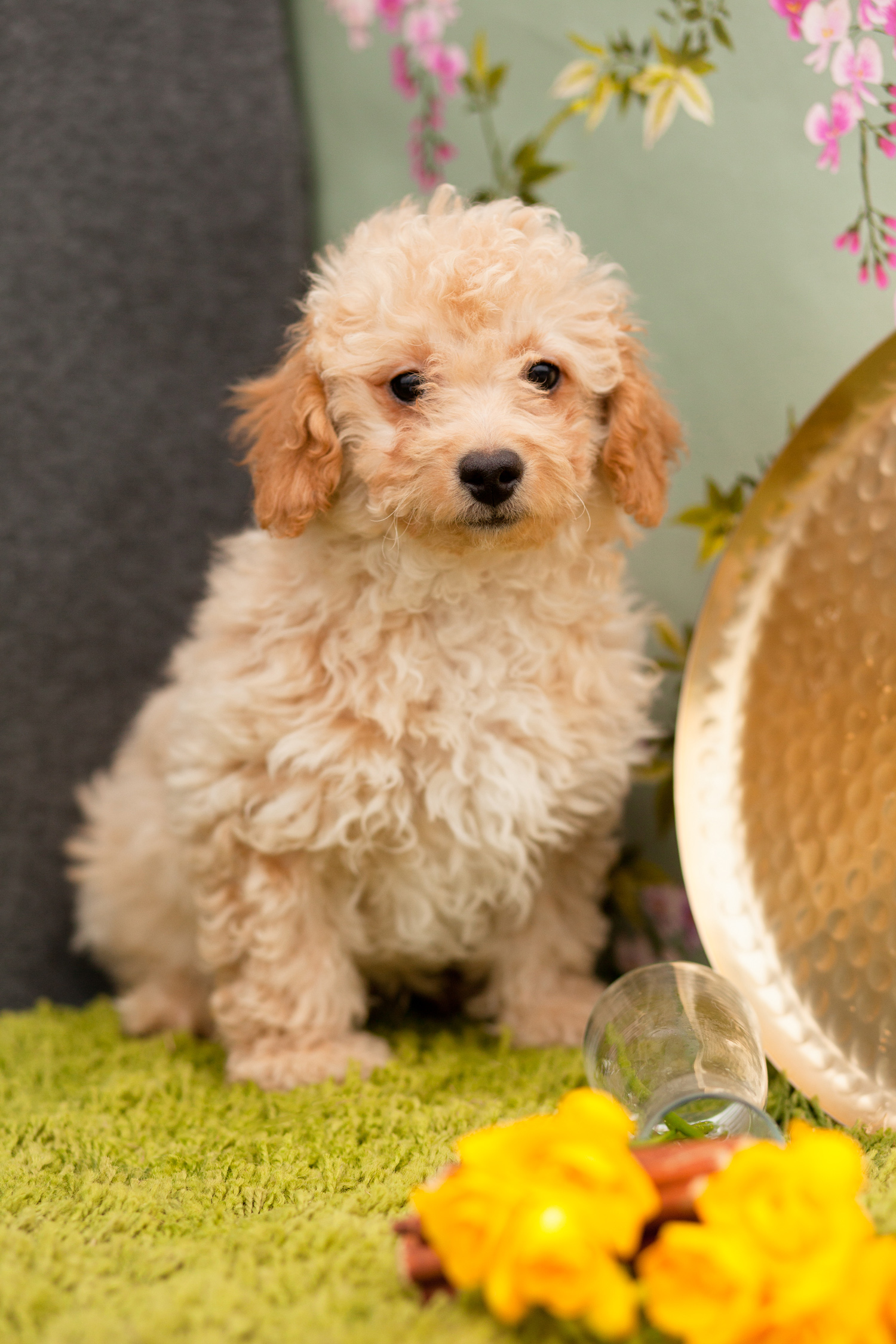 YorkiePoo Puppies – Kellys Kennels