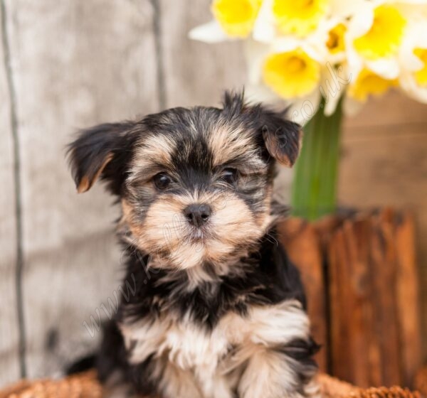 Incredible Morkies – Kellys Kennels