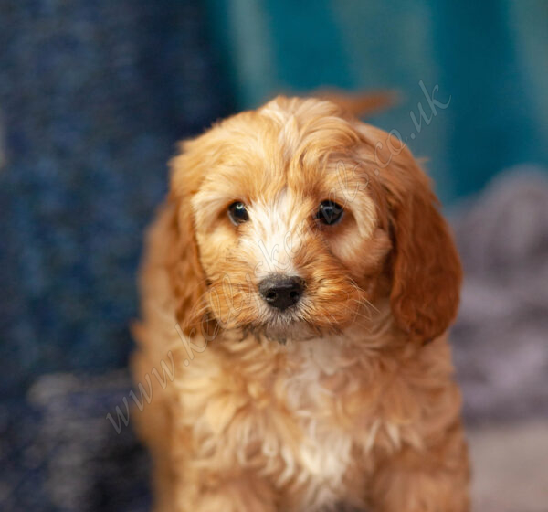 Poodle Cross Pups – Kellys Kennels