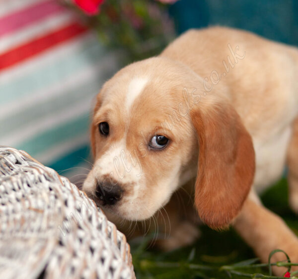 Sweet Bockers – Kellys Kennels