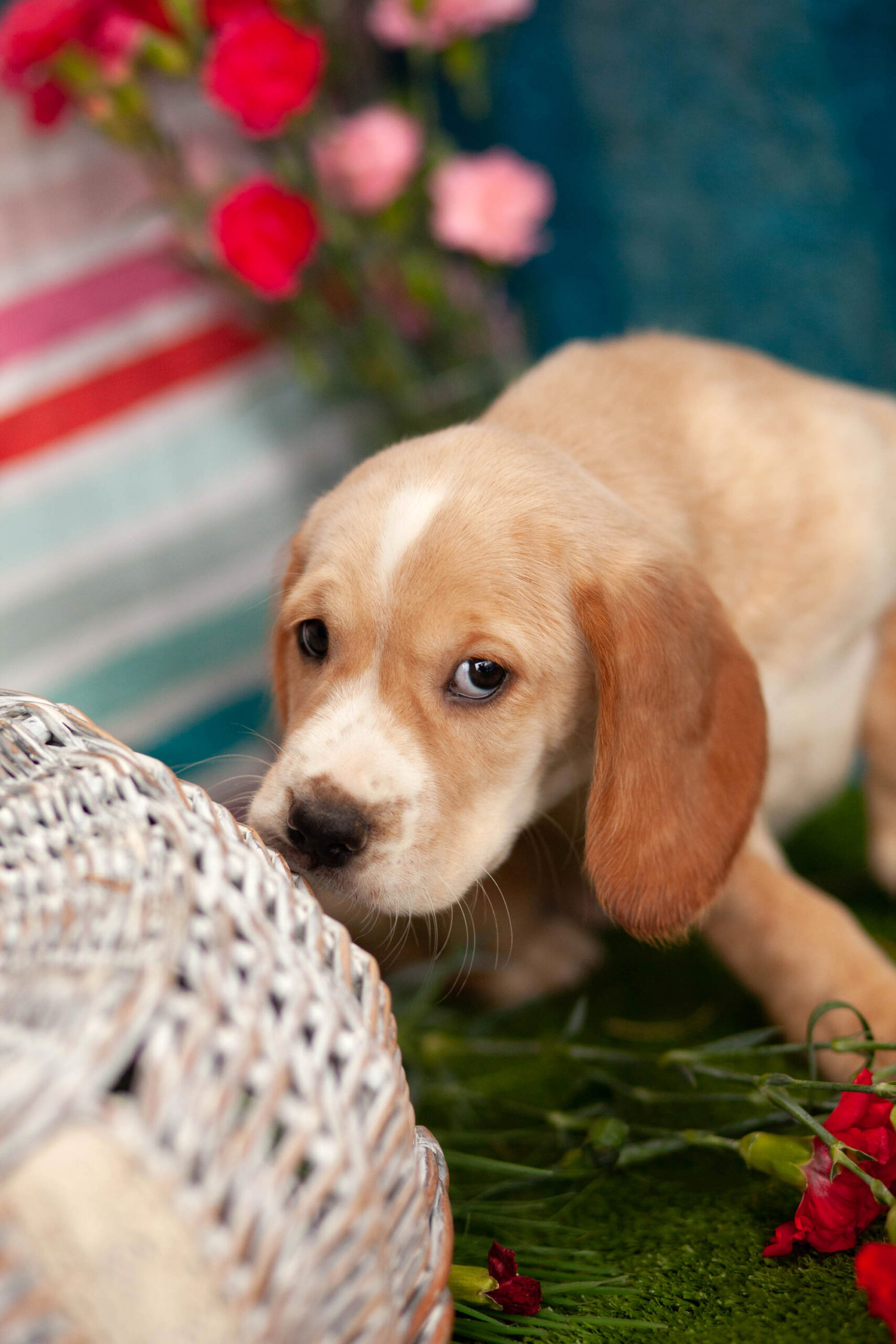 Sweet Bockers – Kellys Kennels