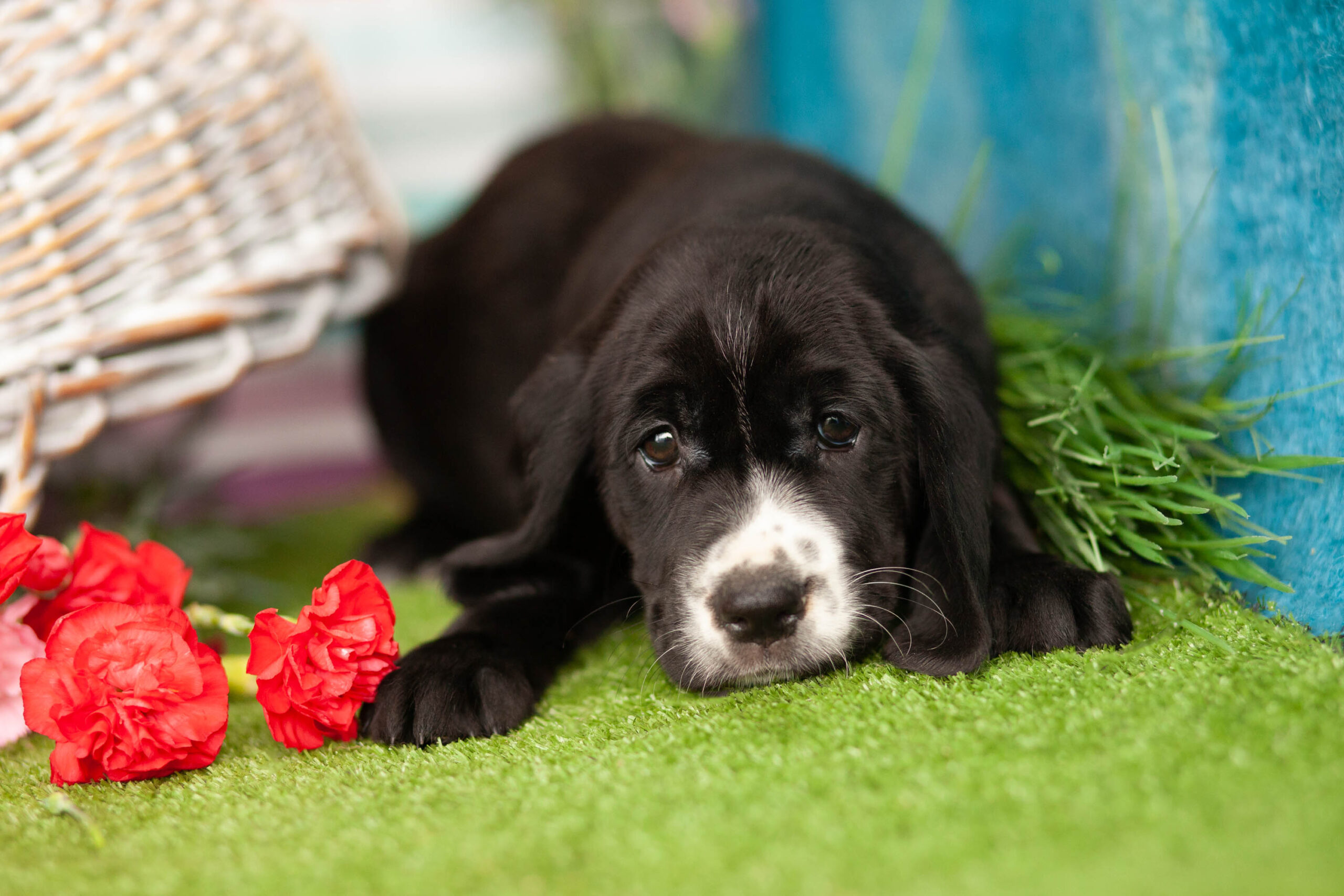 Sweet Bockers – Kellys Kennels