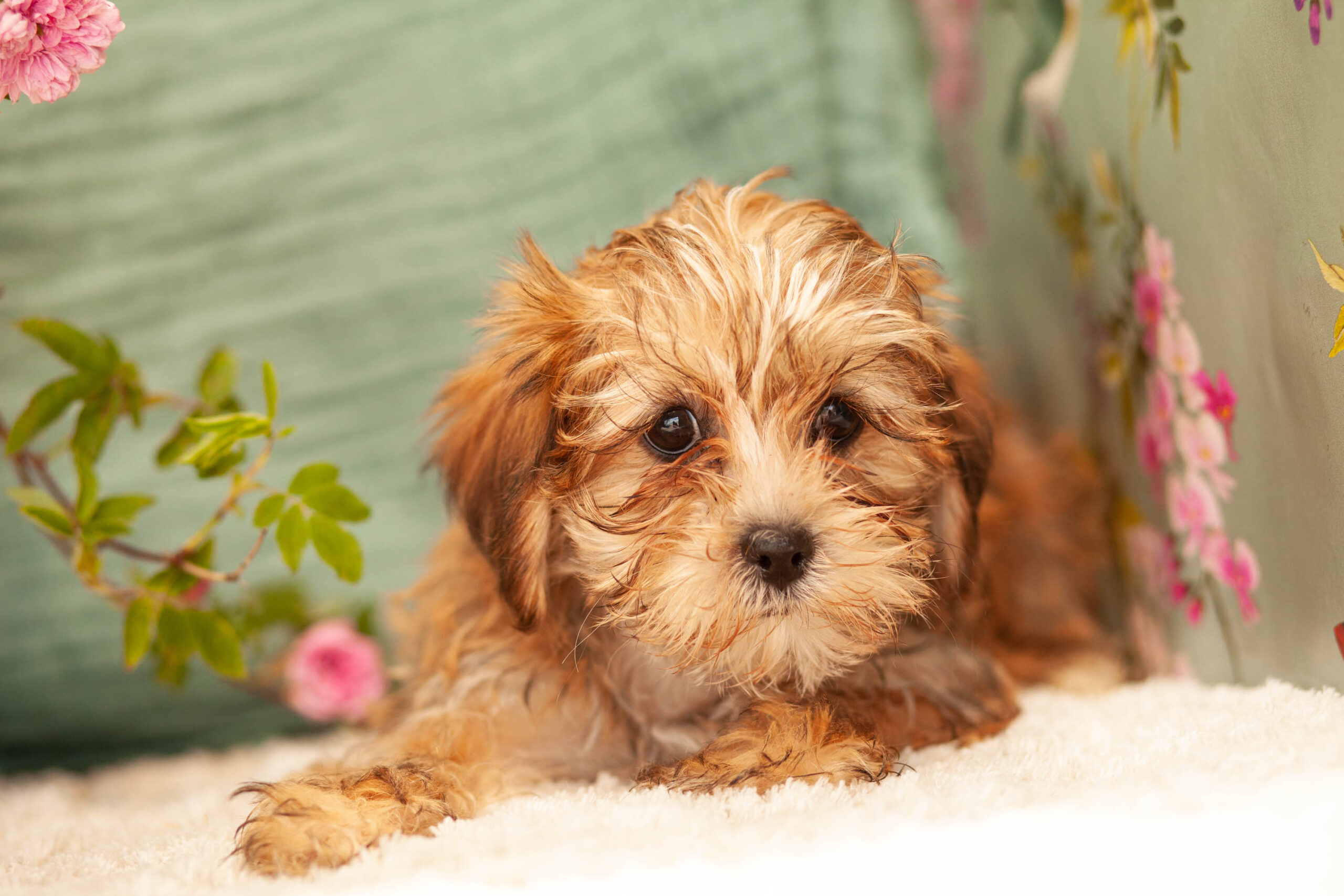 Attractive Shorkies – Kellys Kennels