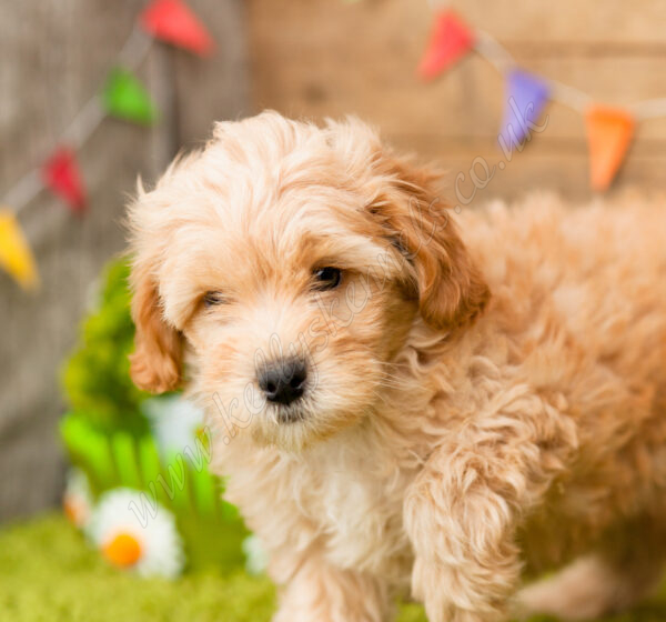 Poodle Cross Pups – Kellys Kennels