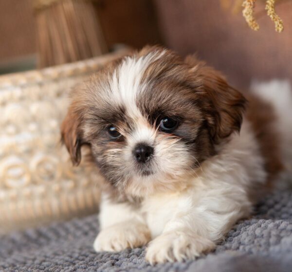 Superior Zuchons – Kellys Kennels