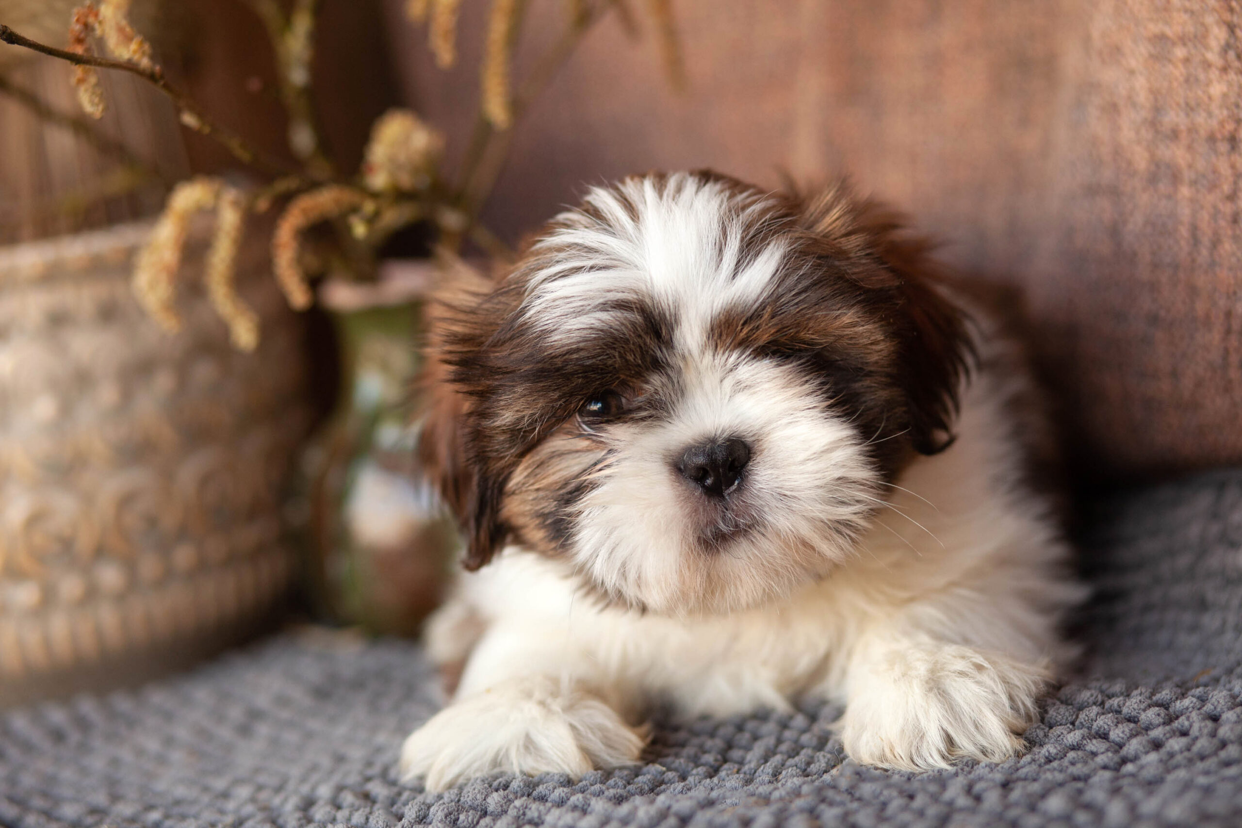 Superior Zuchons – Kellys Kennels