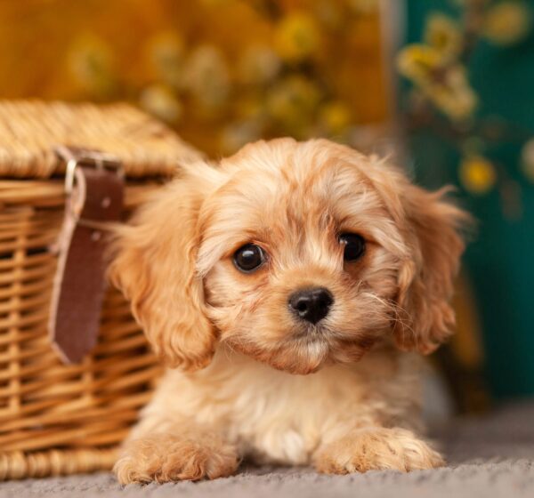 Superb CavaPoos – Kellys Kennels
