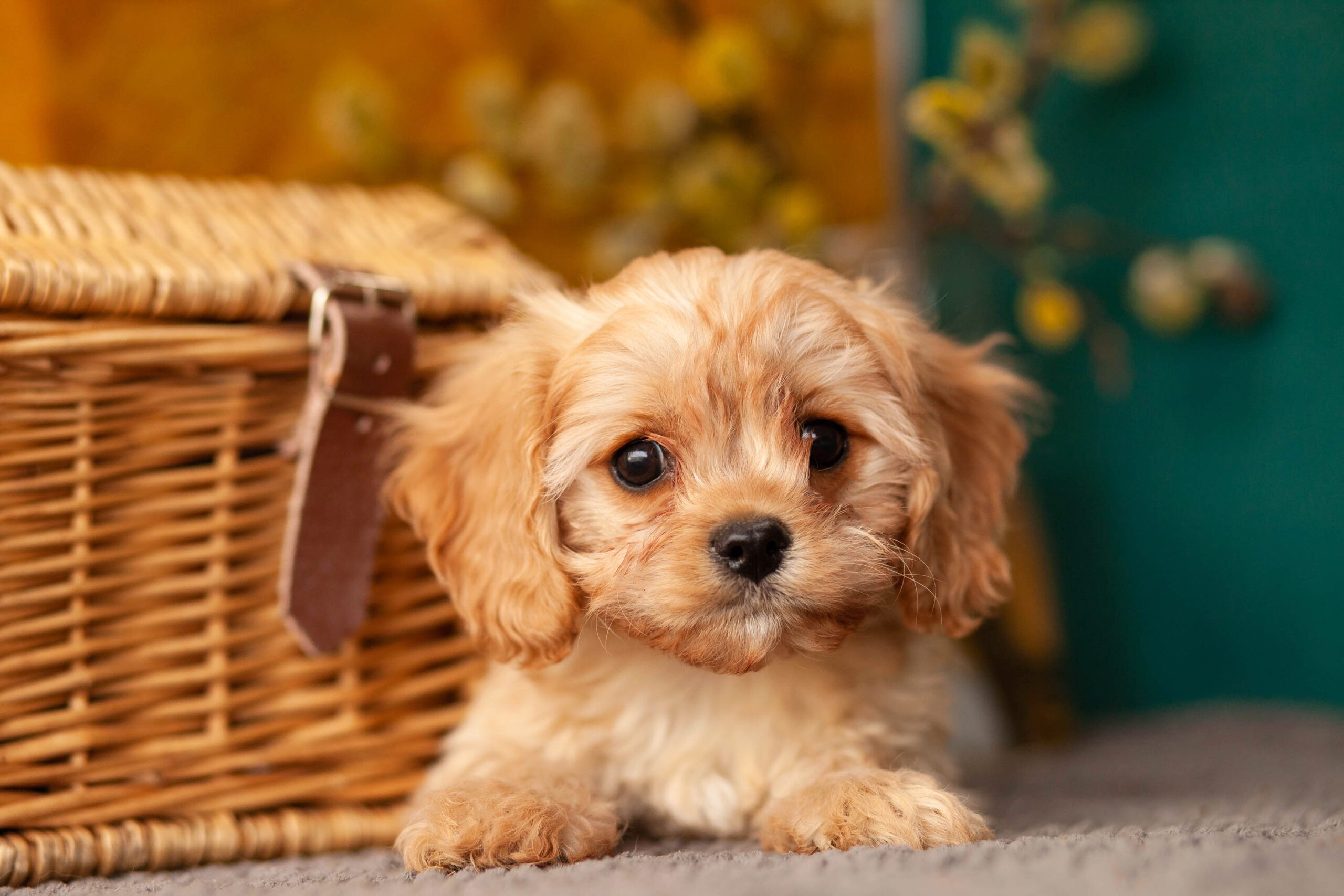 Superb CavaPoos – Kellys Kennels