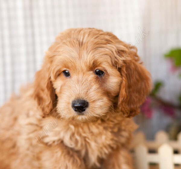 Unique CavaPooChons – Kellys Kennels