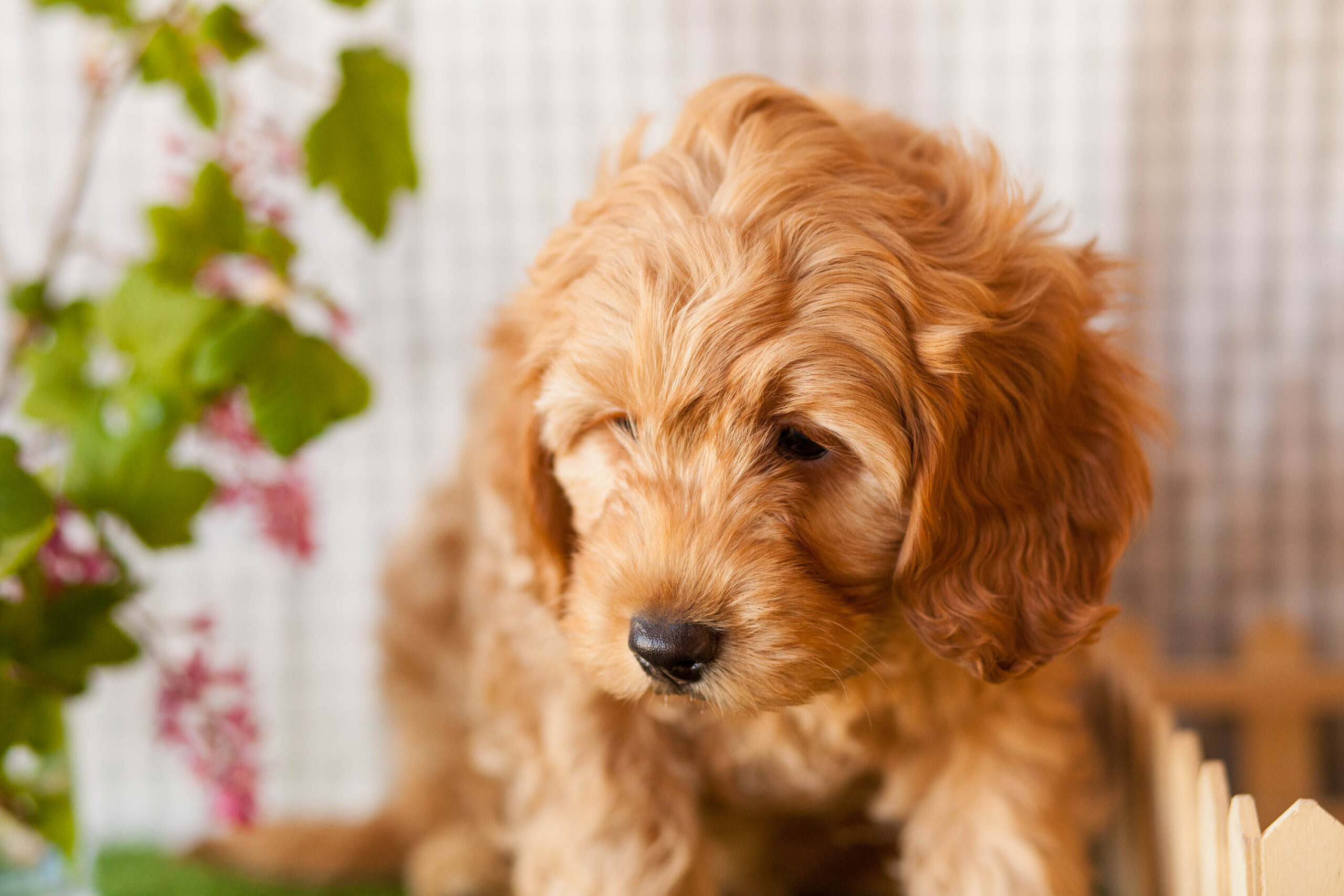 Unique CavaPooChons – Kellys Kennels