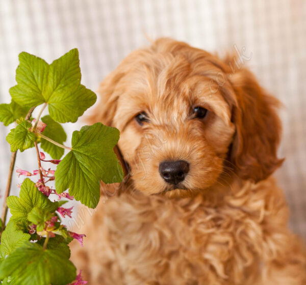 Unique CavaPooChons – Kellys Kennels