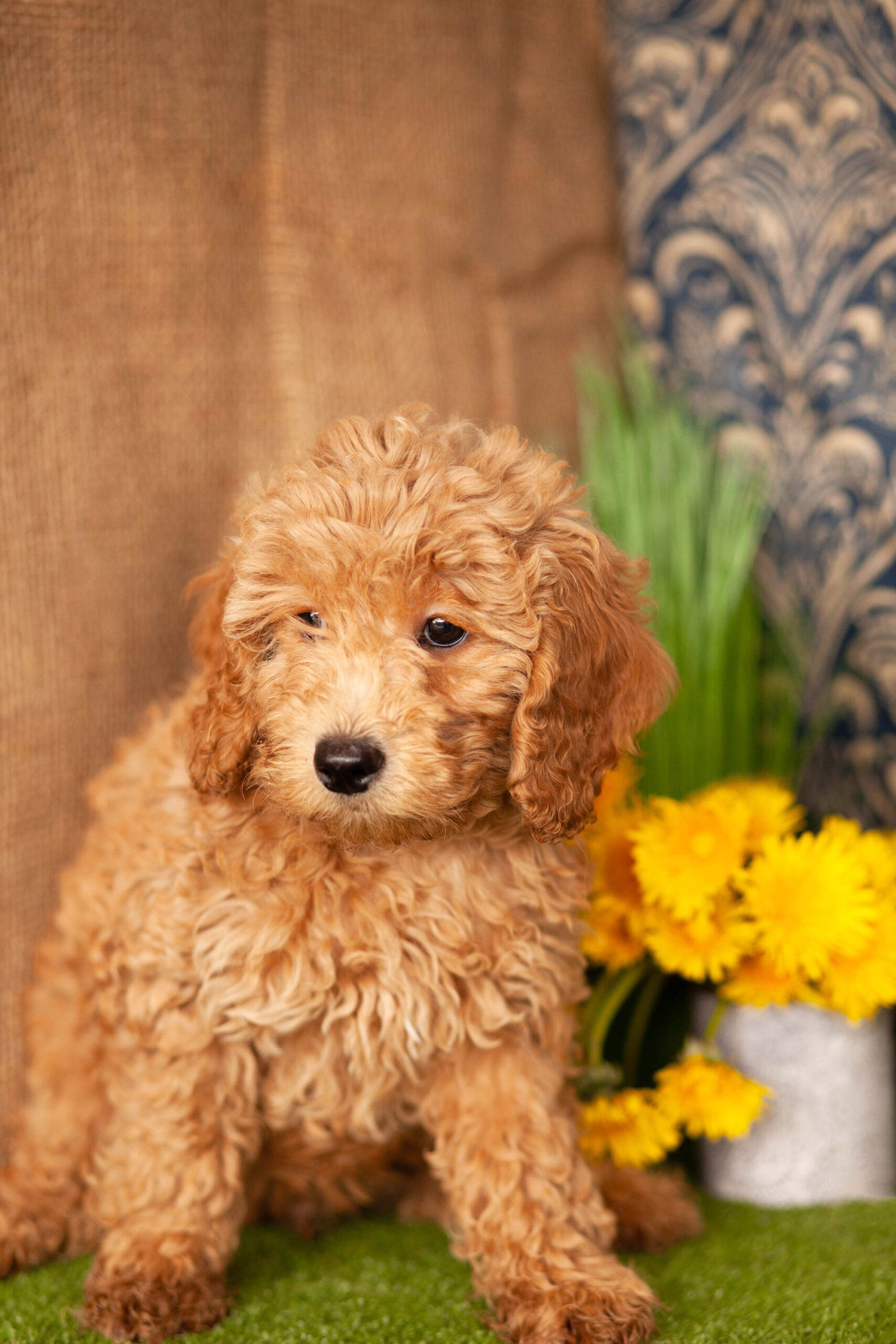 Cute F1 CockaPoos – Kellys Kennels