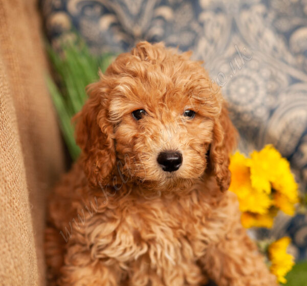 Cute F1 CockaPoos – Kellys Kennels