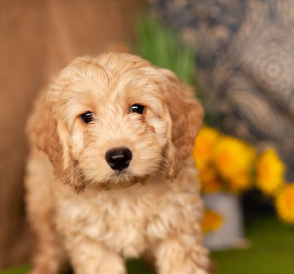 Poodle Cross Pups – Kellys Kennels