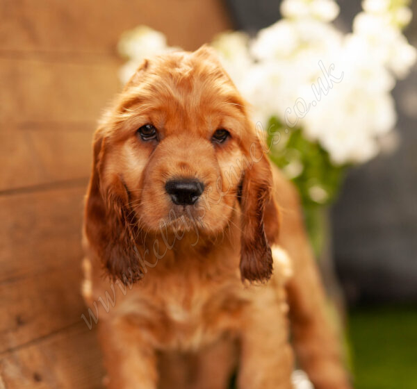 Cocker Spaniels – Kellys Kennels