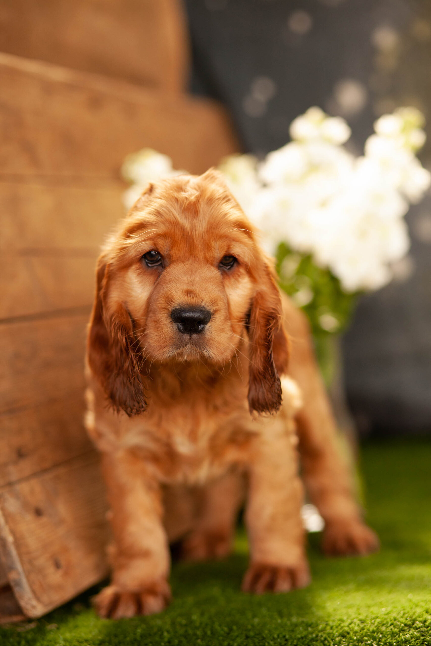 Cocker Spaniels – Kellys Kennels