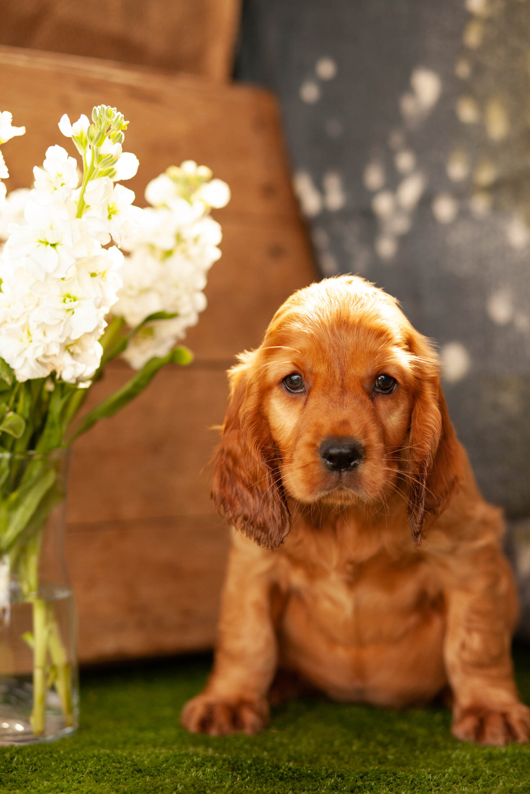 Cocker Spaniels – Kellys Kennels