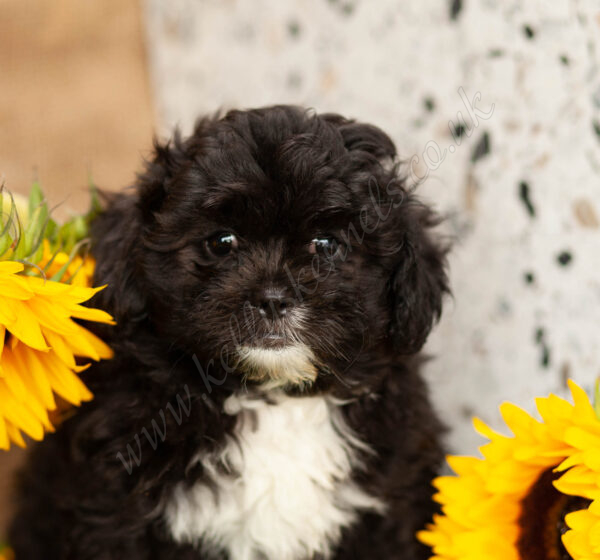 Incredible ShiPoos – Kellys Kennels