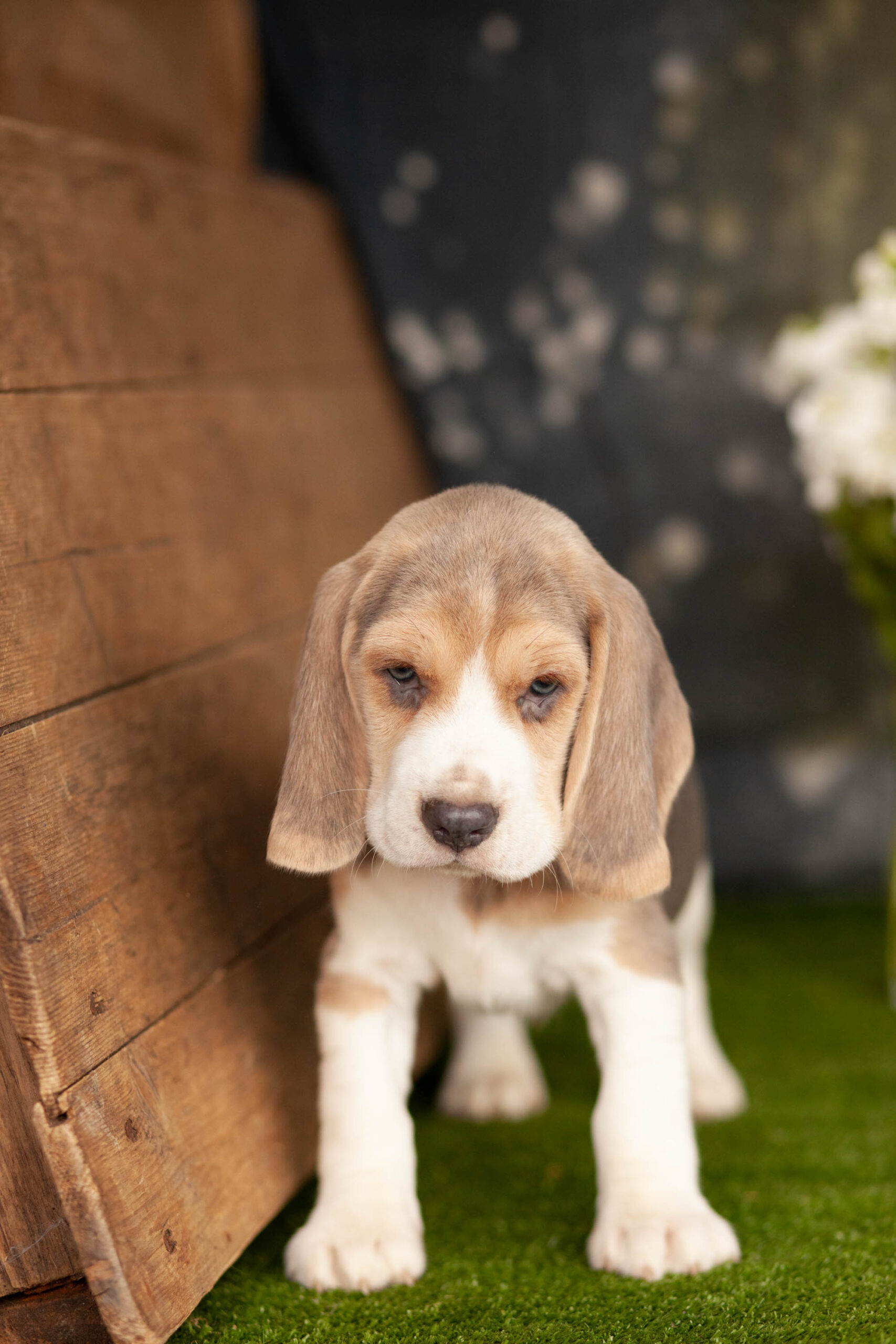 Tri-Colour Beagles – Kellys Kennels